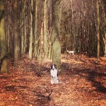 Generalizing | Dogmantics Dog Training