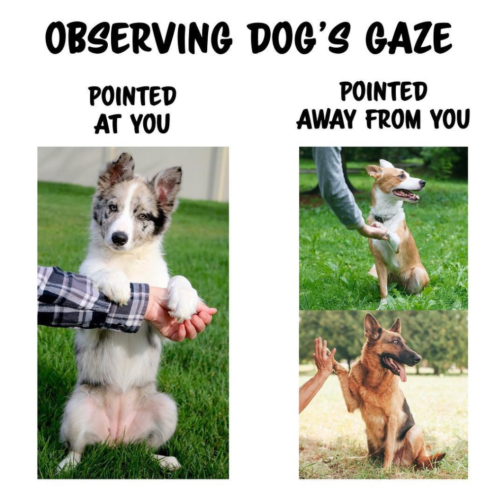 How to Read Your Dog’s Body Language in Training Sessions – Dogmantics ...