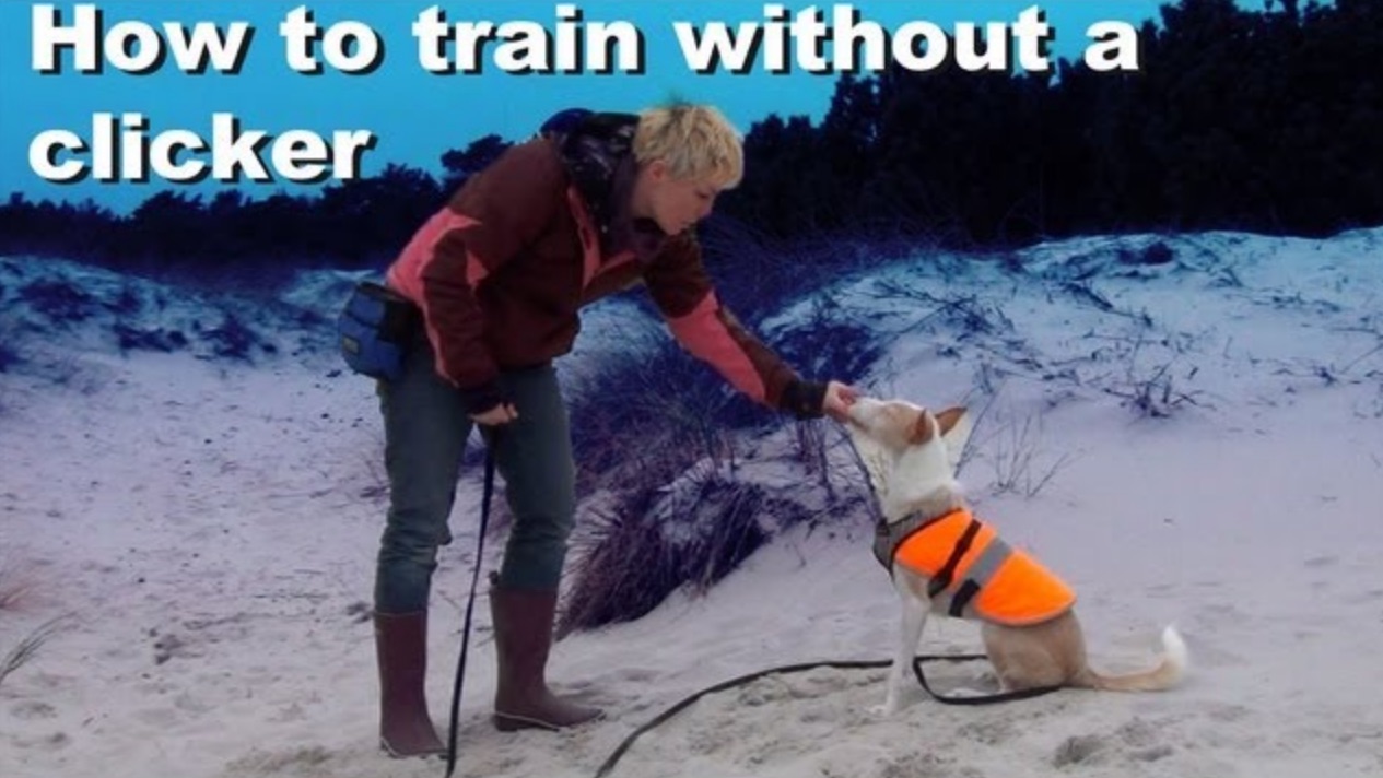 Getting Started Clicker Training – Dogmantics Dog Training