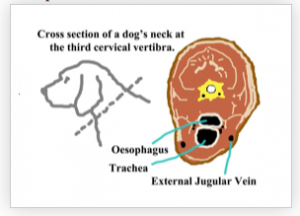 Is it harmful to attach a leash to your dog’s neck? – Dogmantics Dog ...