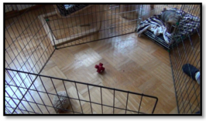 Separation training tips – Dogmantics Dog Training